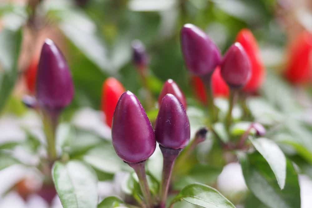 6 Beautiful Fall Flowers to Add to Your Landscape