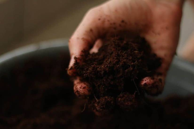 How to Grow Zucchini