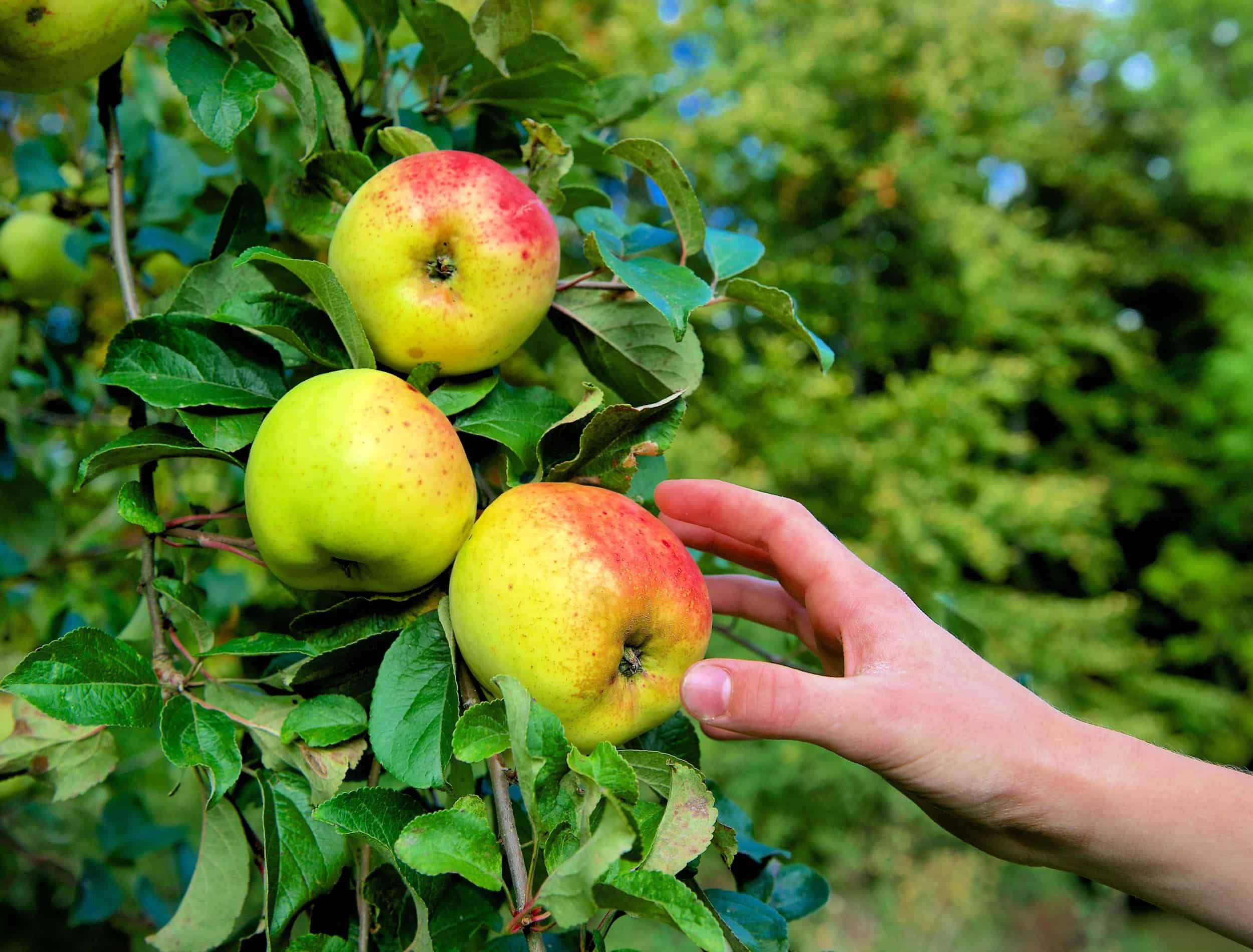 The Best Fruits and Vegetables to Harvest in August