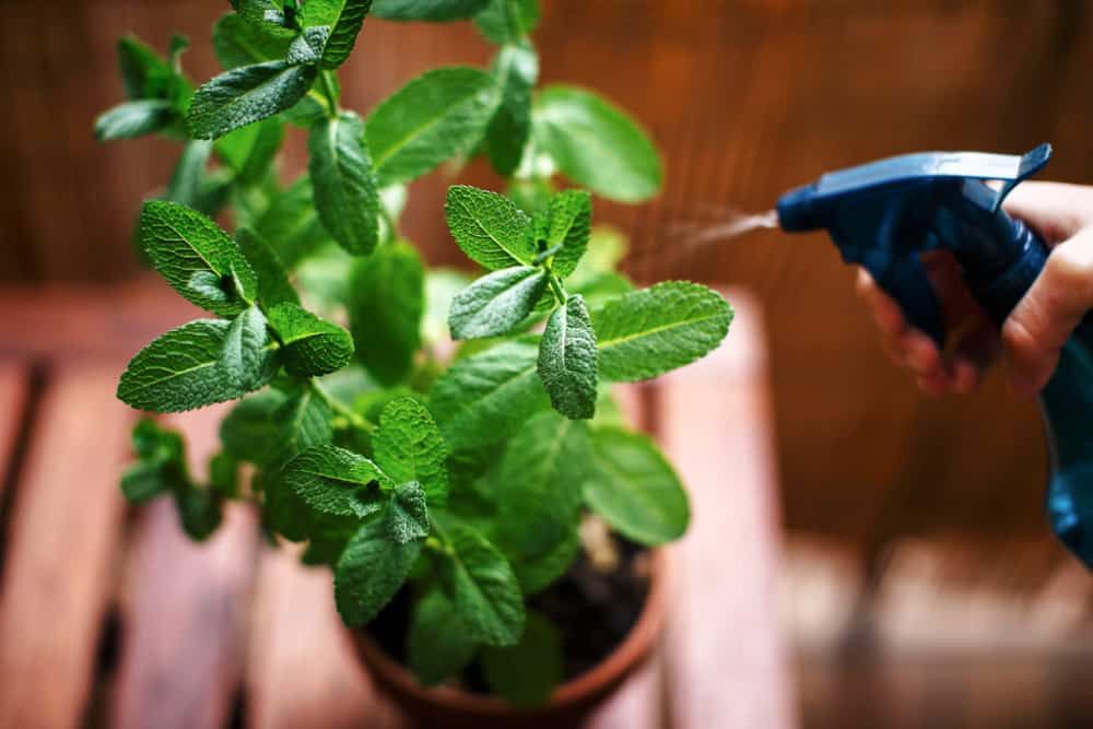 7 Tips For Growing Mint Indoors