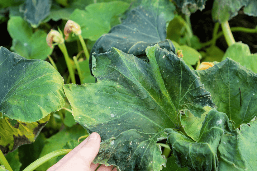 5 Common Cucumber Diseases