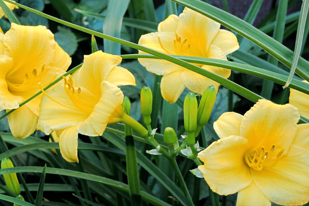 7 Best Perennials for Late Summer Color