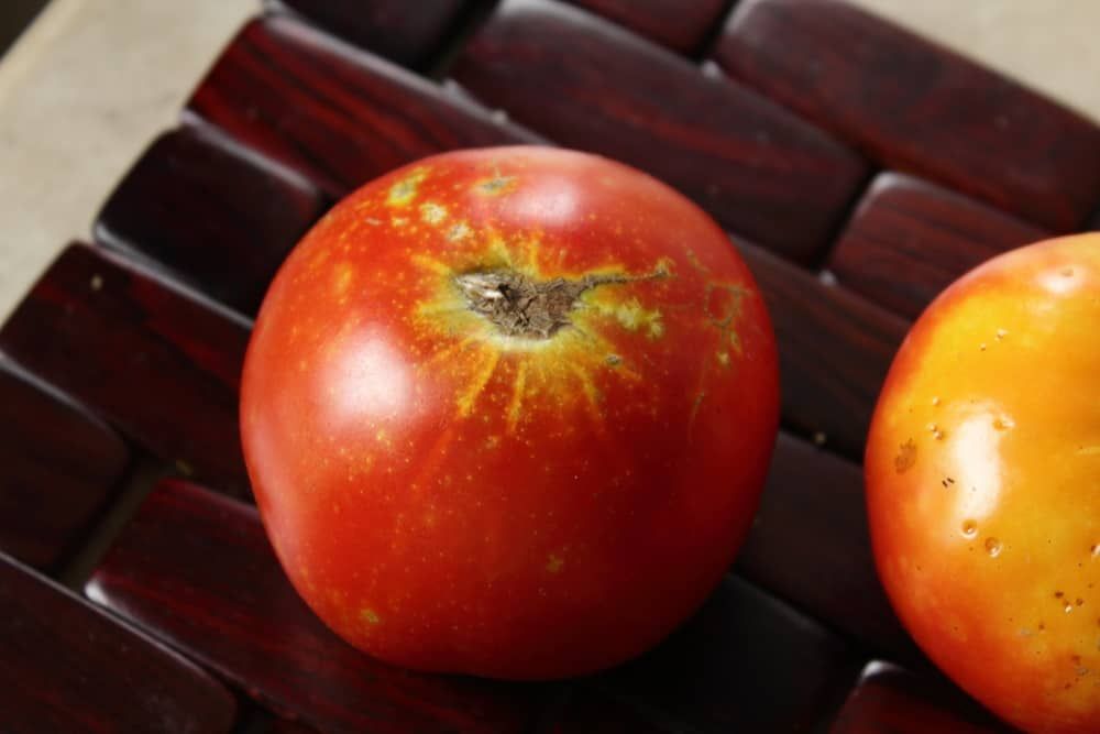 Why Your Tomatoes Have Tough Skin