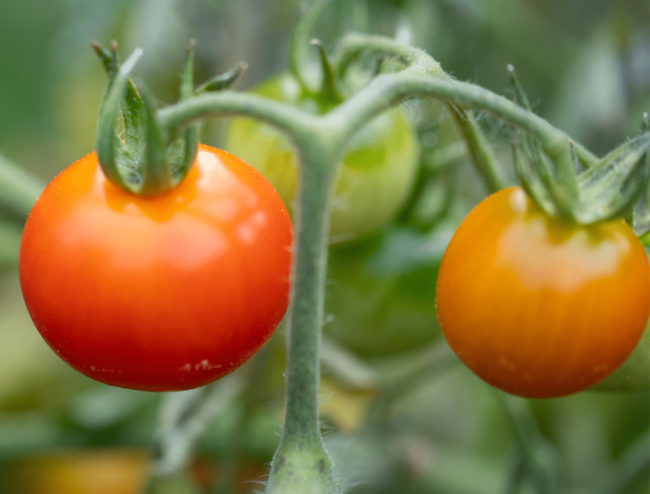 Why Your Tomatoes Have Tough Skin