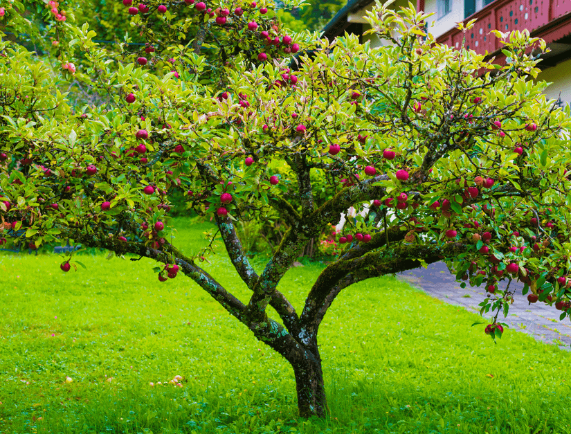 How To Protect Fruit Trees From Frost