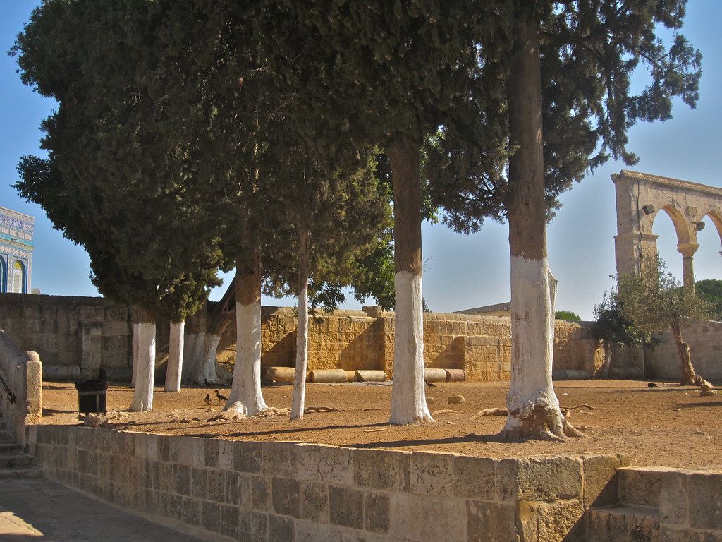 How to Protect Your Plants From Sunburn