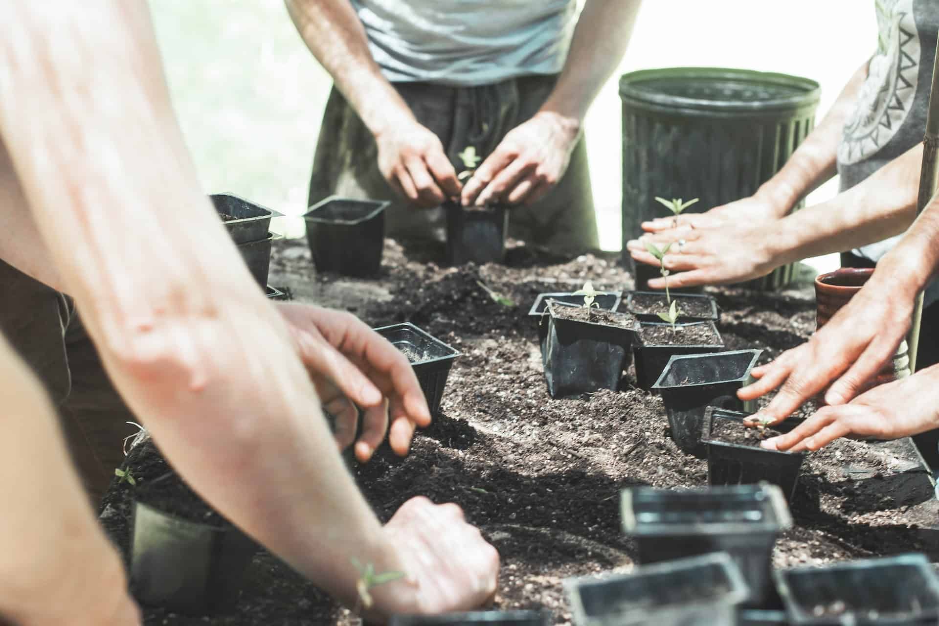 How To Start Seeds Indoors In Winter