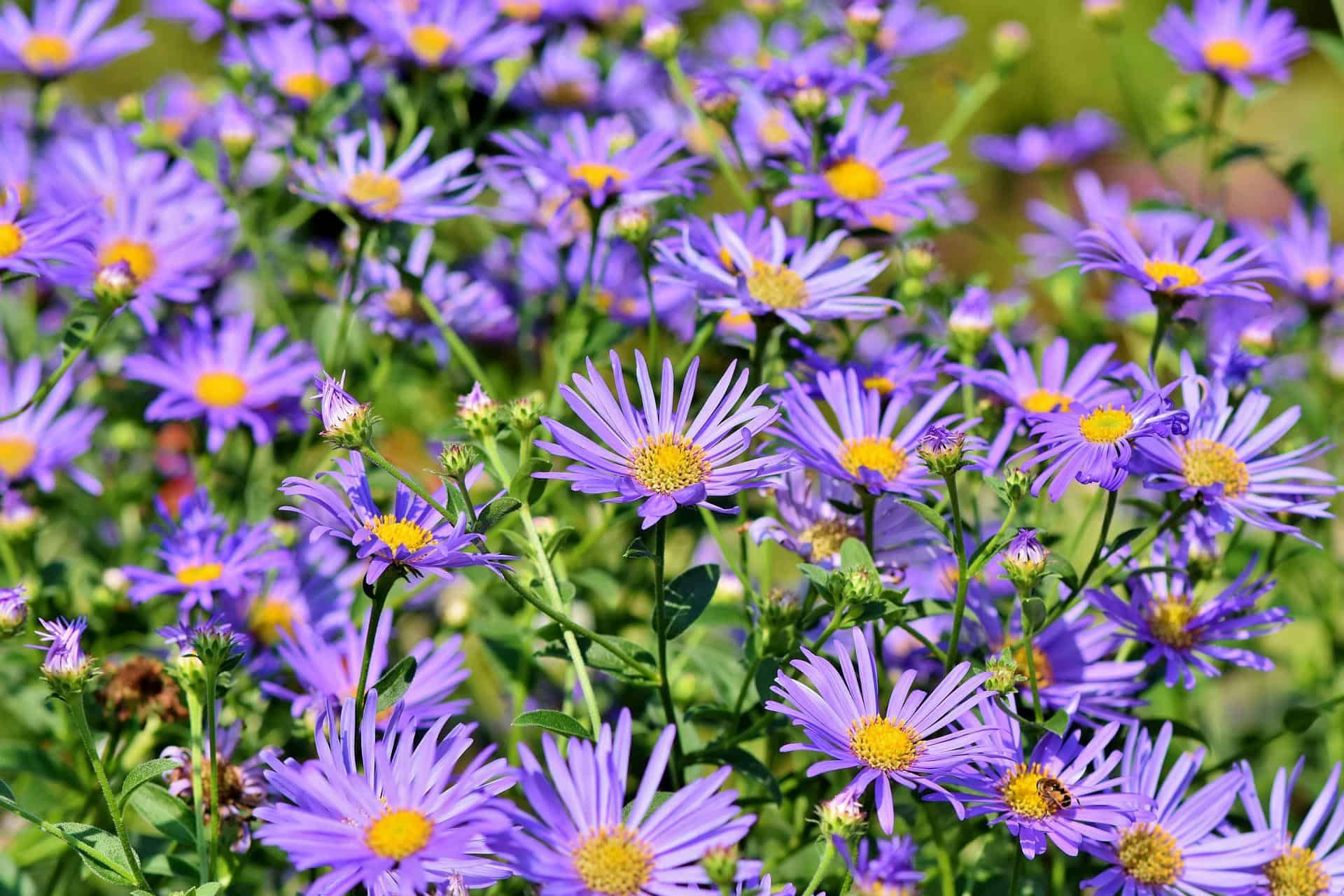 6 Plants to Plant Now for Your Fall Garden