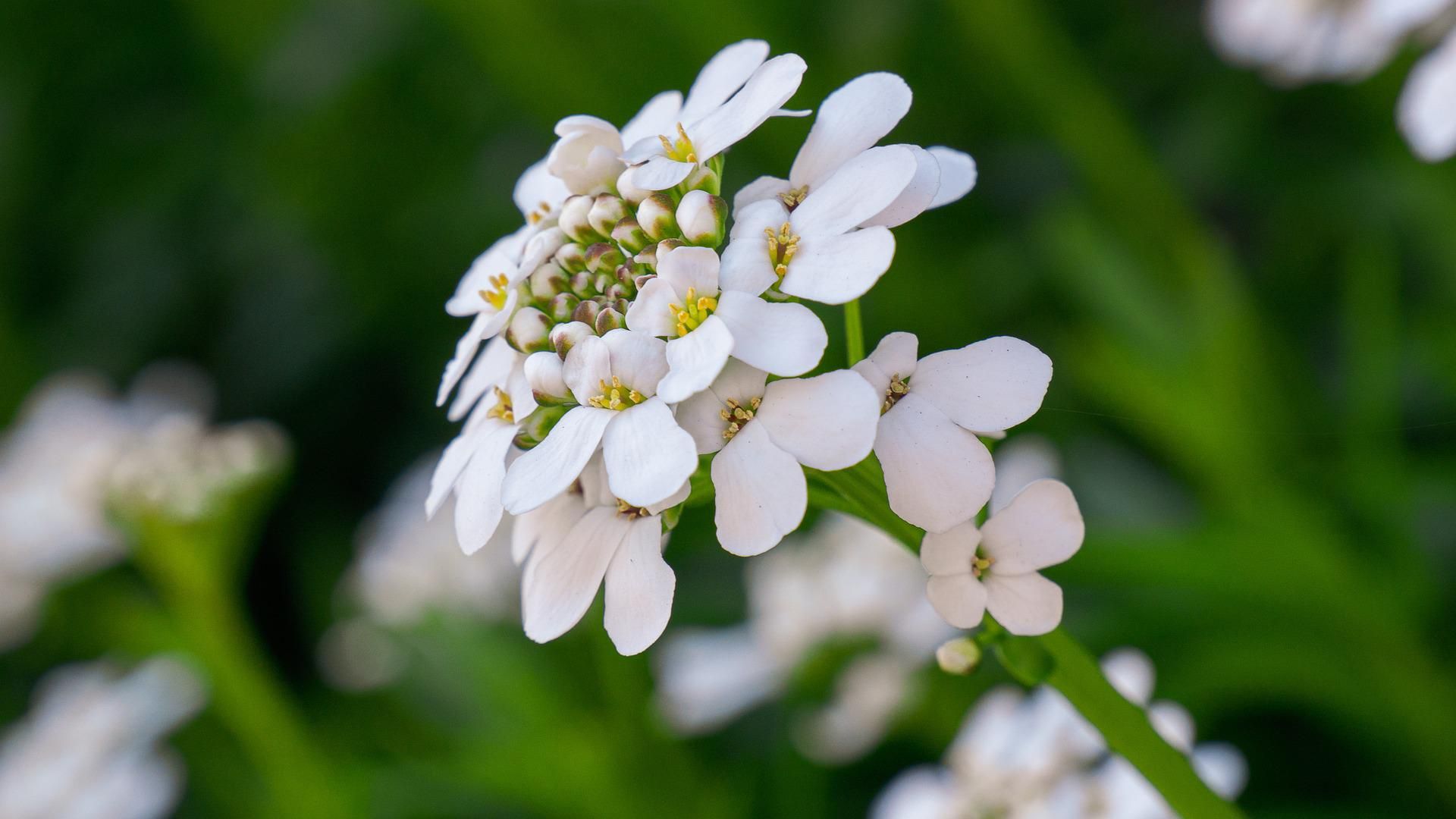 6 Flowers To Plant in Fall For Beautiful Spring Blooms