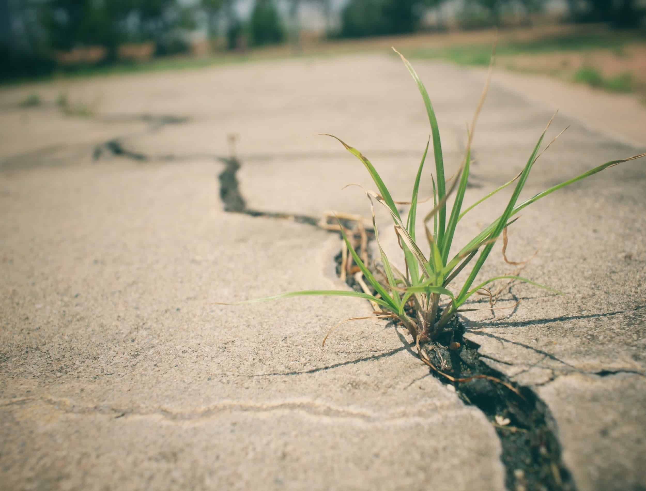 How to Keep Weeds From Growing in Your Driveway