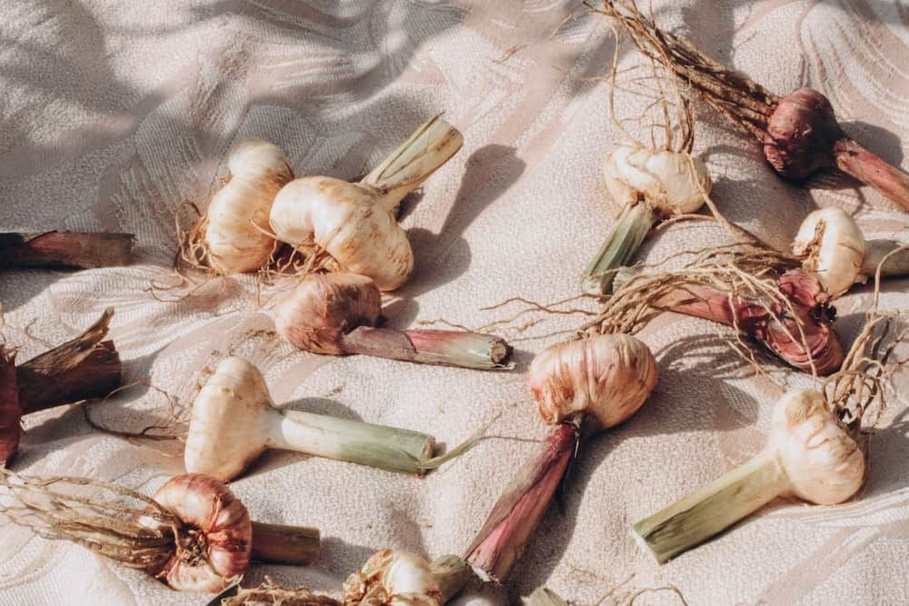 The Best Fruits and Vegetables to Harvest in August