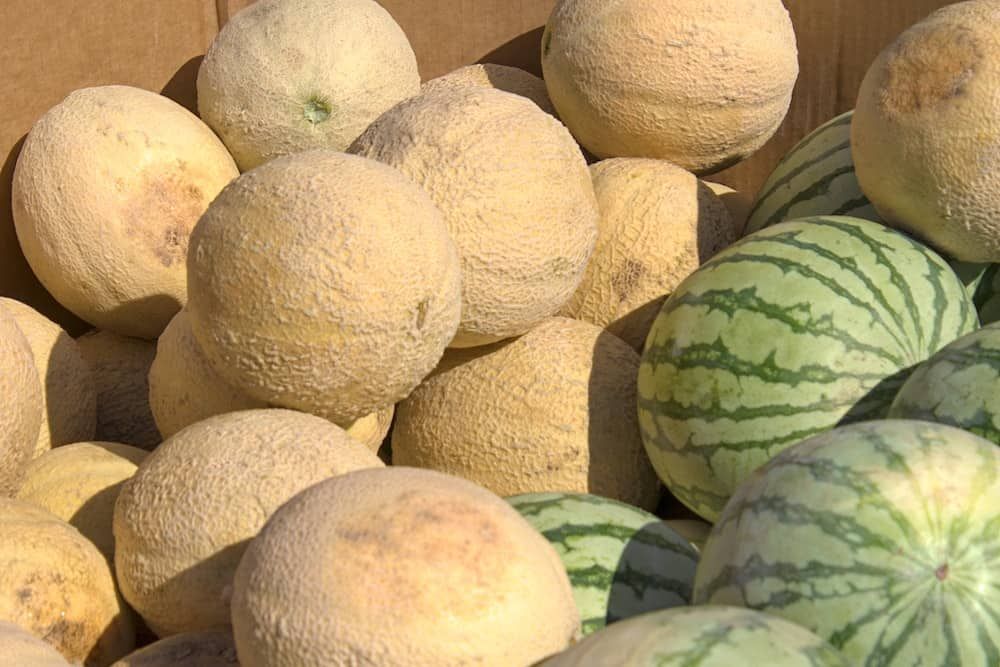 The Best Fruits and Vegetables to Harvest in August