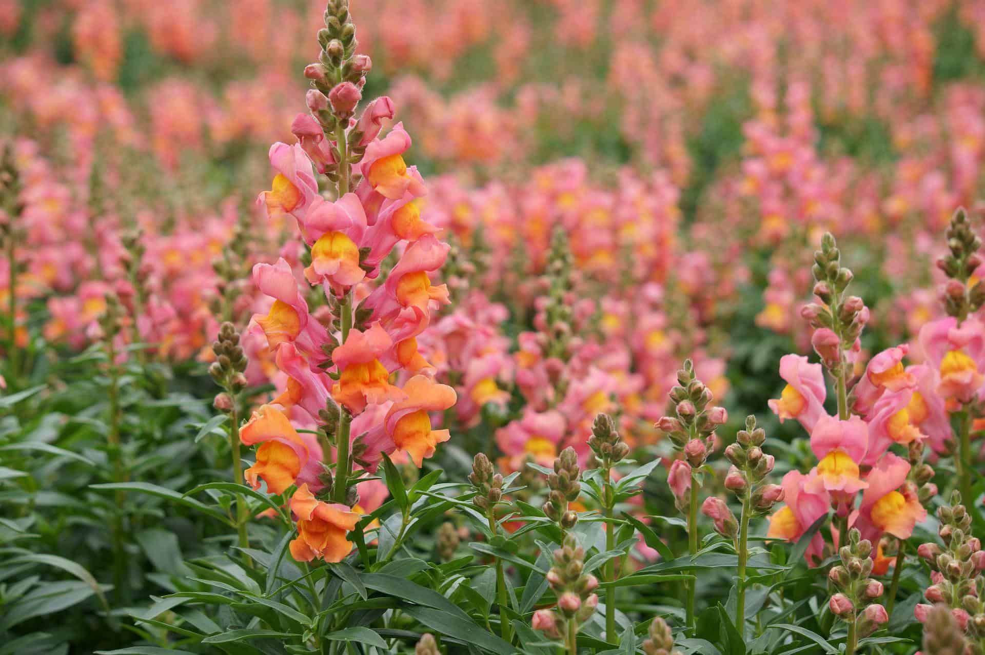 6 Plants to Plant Now for Your Fall Garden