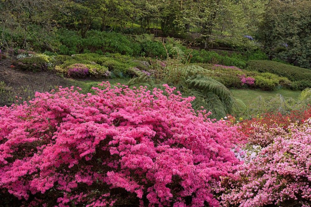 7 Shrubs You Should Never Plant in Your Yard