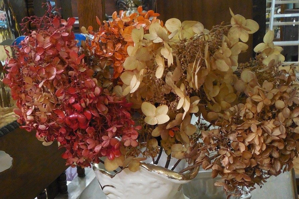 6 Tips to Caring for Your Hydrangeas in the Fall