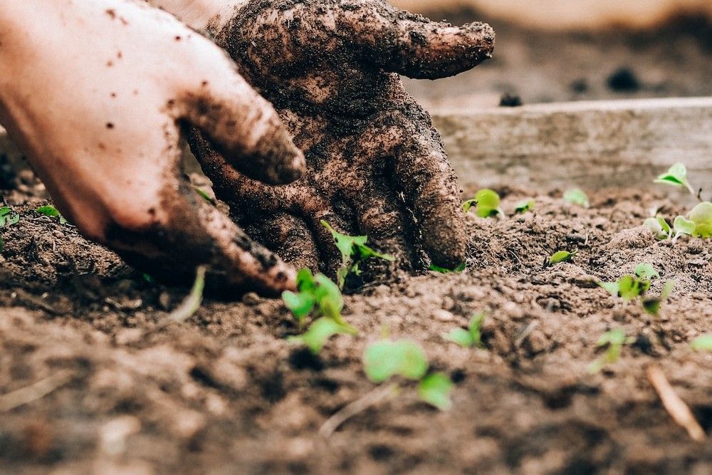 7 Tips For Planting A Fall Vegetable Garden