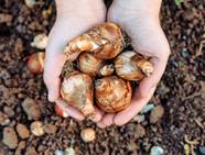 How And When To Plant Daffodil Bulbs How And When To Plant Daffodil Bulbs