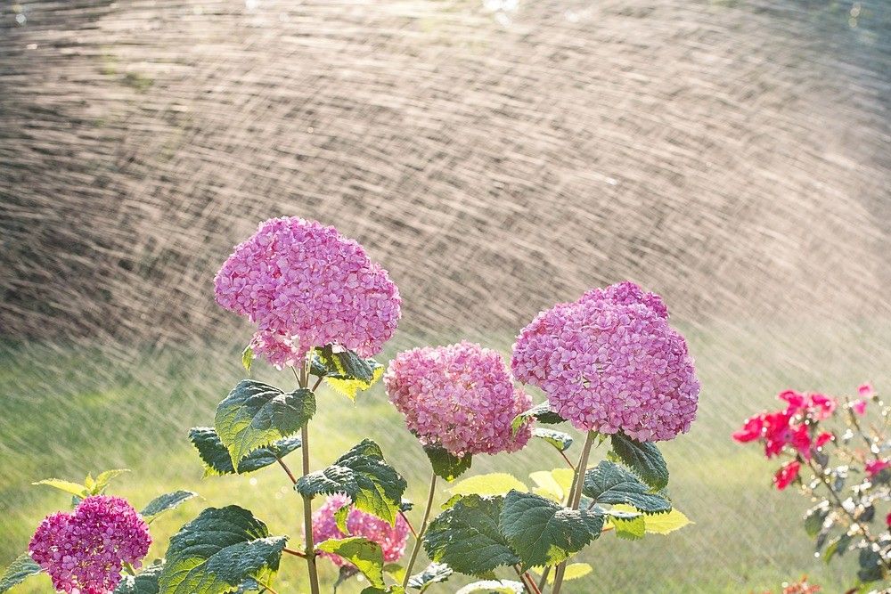 6 Tips to Caring for Your Hydrangeas in the Fall