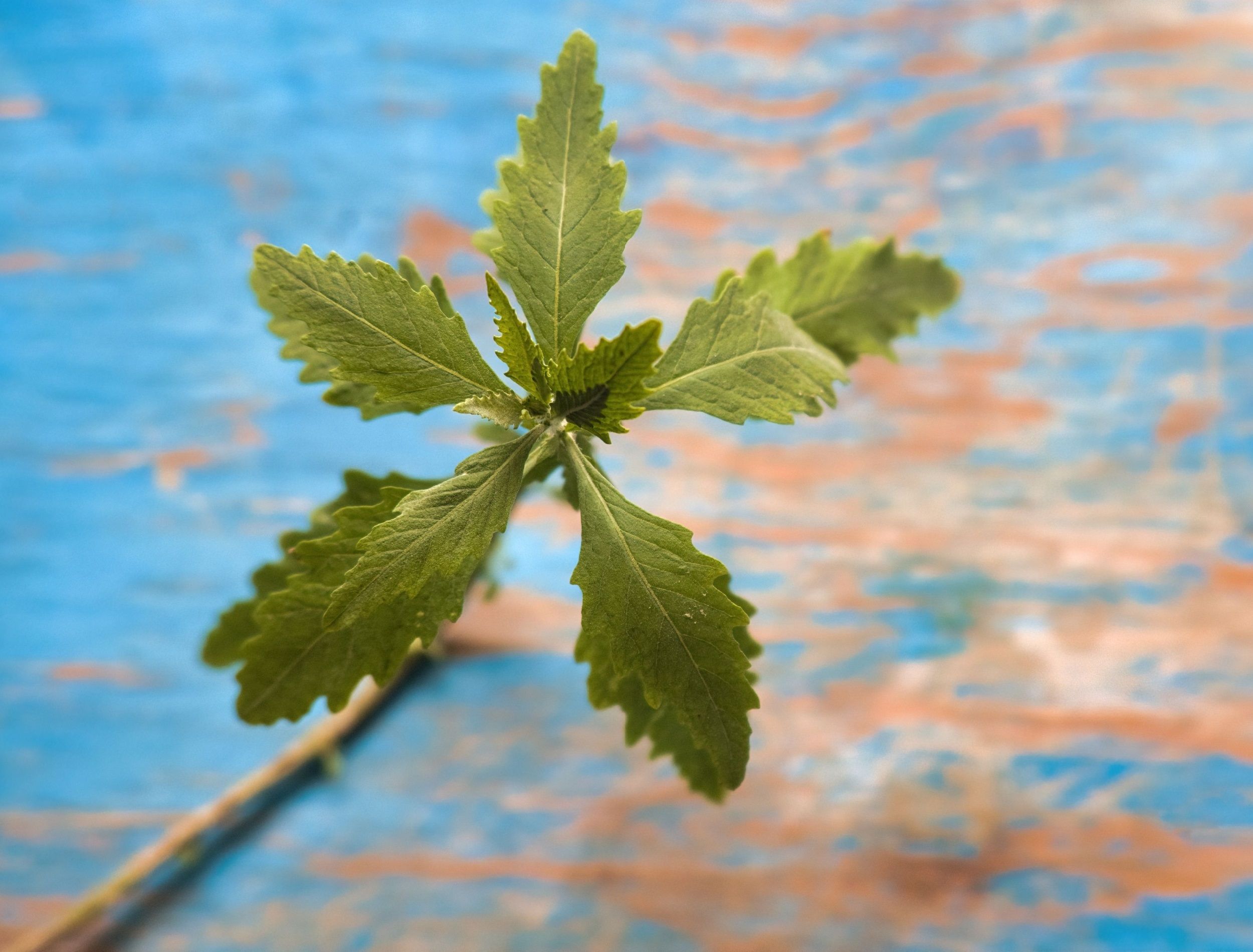 How to Grow Epazote in Your Herb Garden