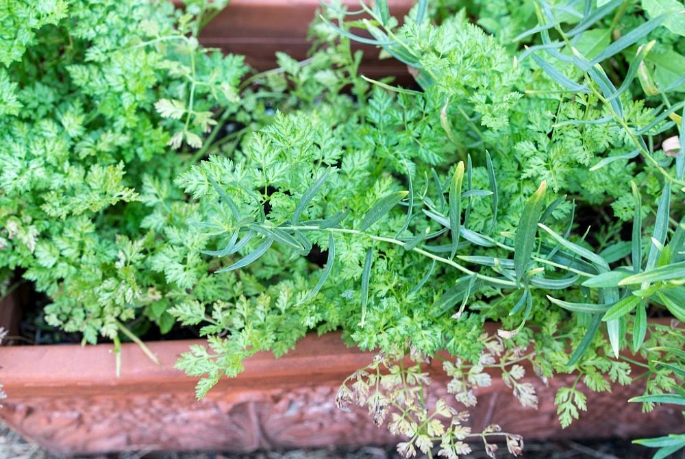 How to Grow Epazote in Your Herb Garden