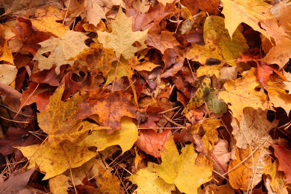 5 Ways To Use Fall Leaves in Your Garden