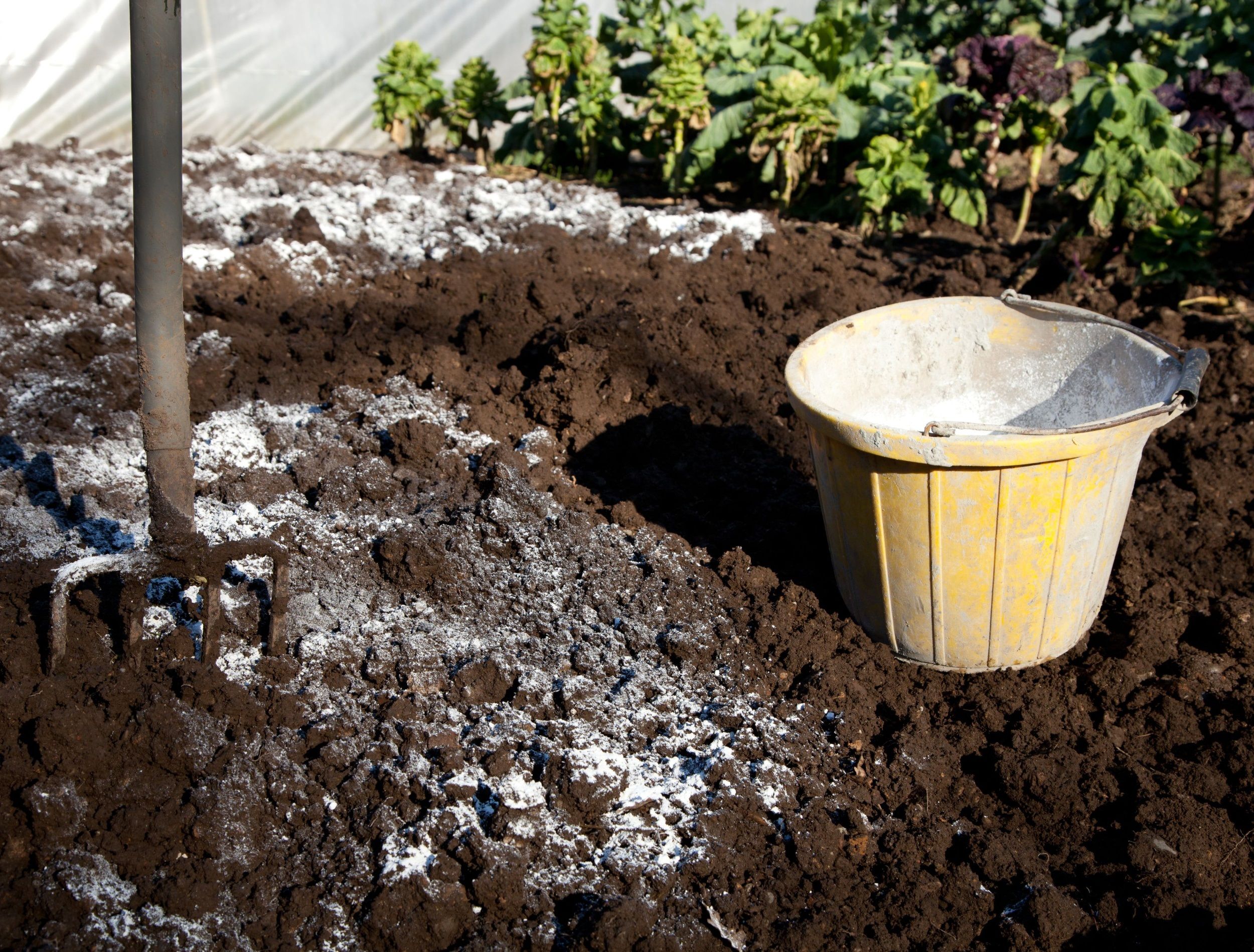 Why You Should Use Lime in Your Lawn