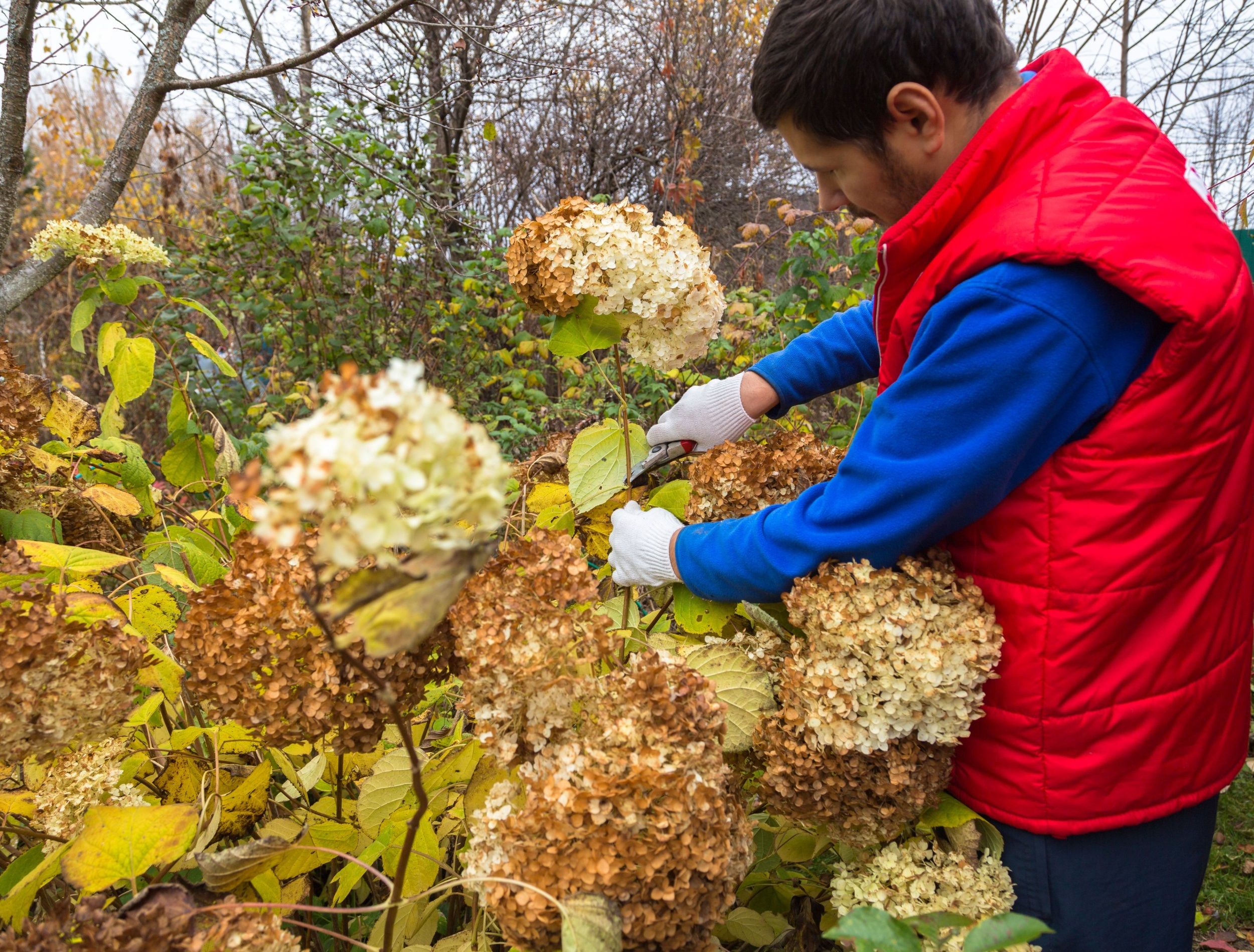 6 Tips to Caring for Your Hydrangeas in the Fall
