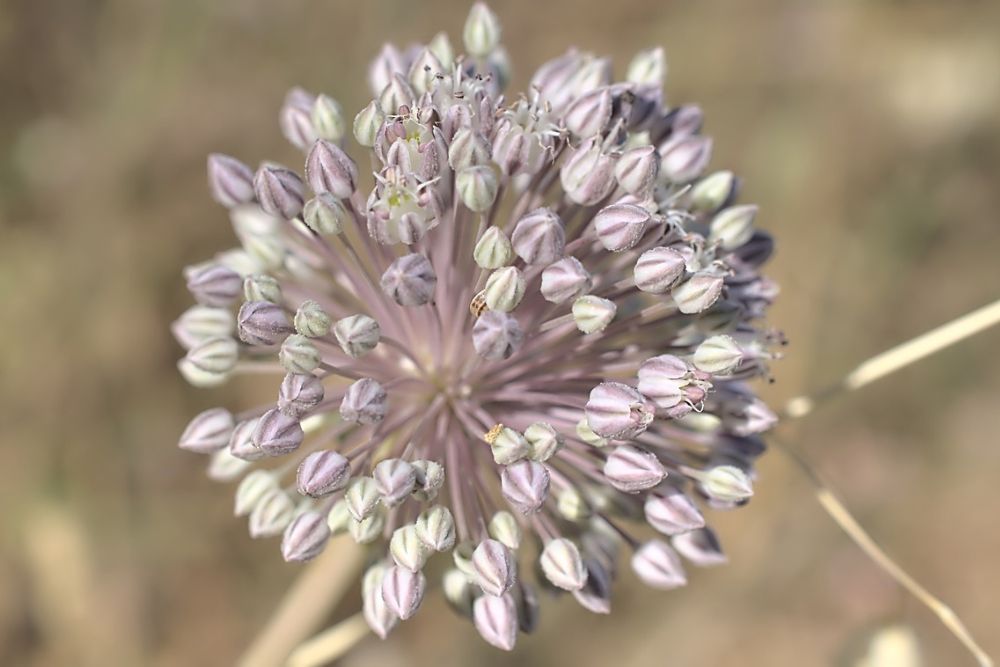 5 Tips for Growing Garlic