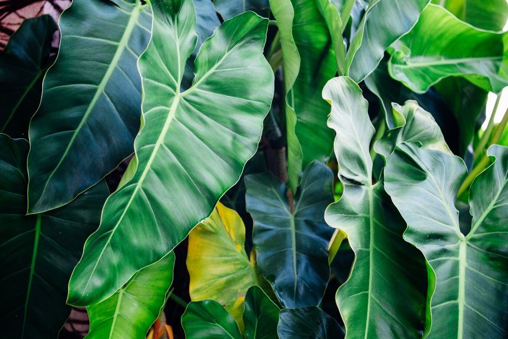 How to Care for Your Elephant Ear Plant