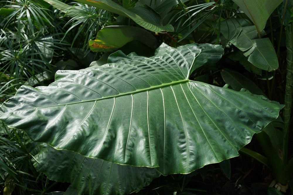 How to Care for Your Elephant Ear Plant