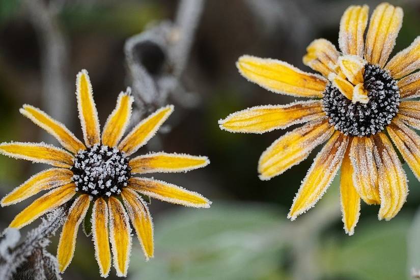 6 Tips for Pre-Winter Perennial Pruning