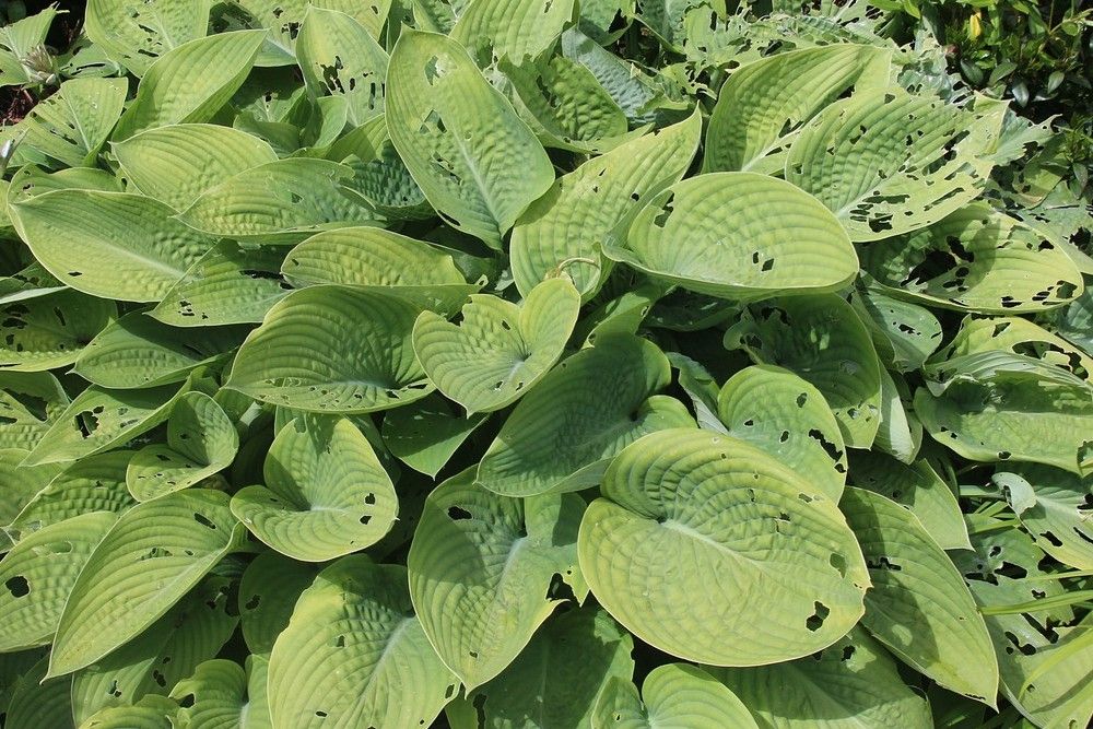 How to Care for Hostas in the Fall