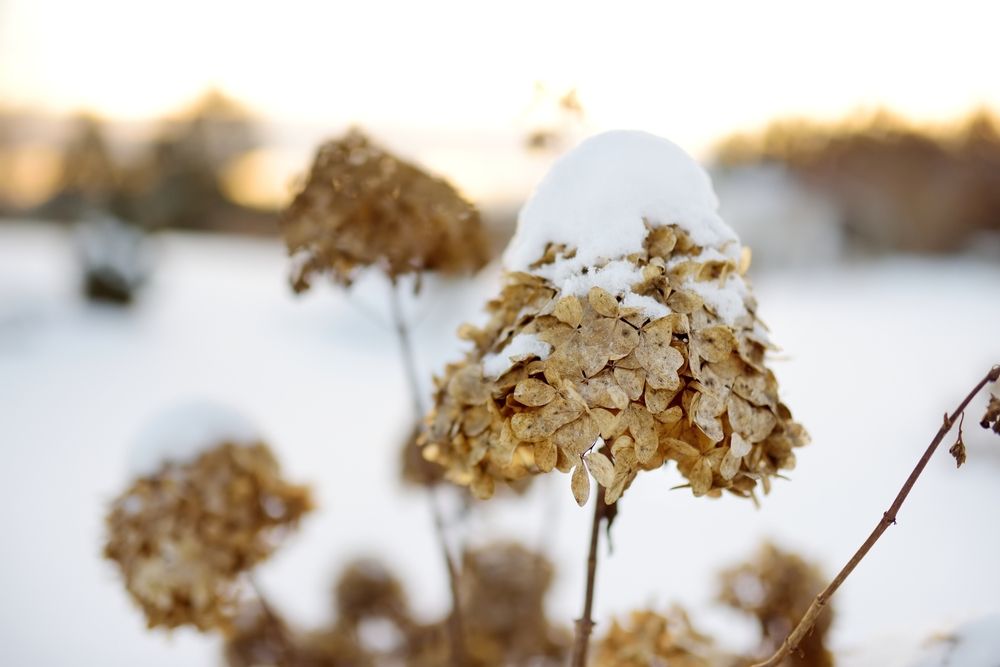 How To Care for Hydrangeas in Winter