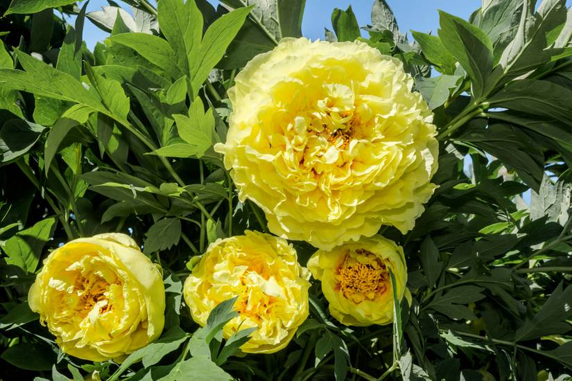 When to Fertilize Peonies for the Best Blooms