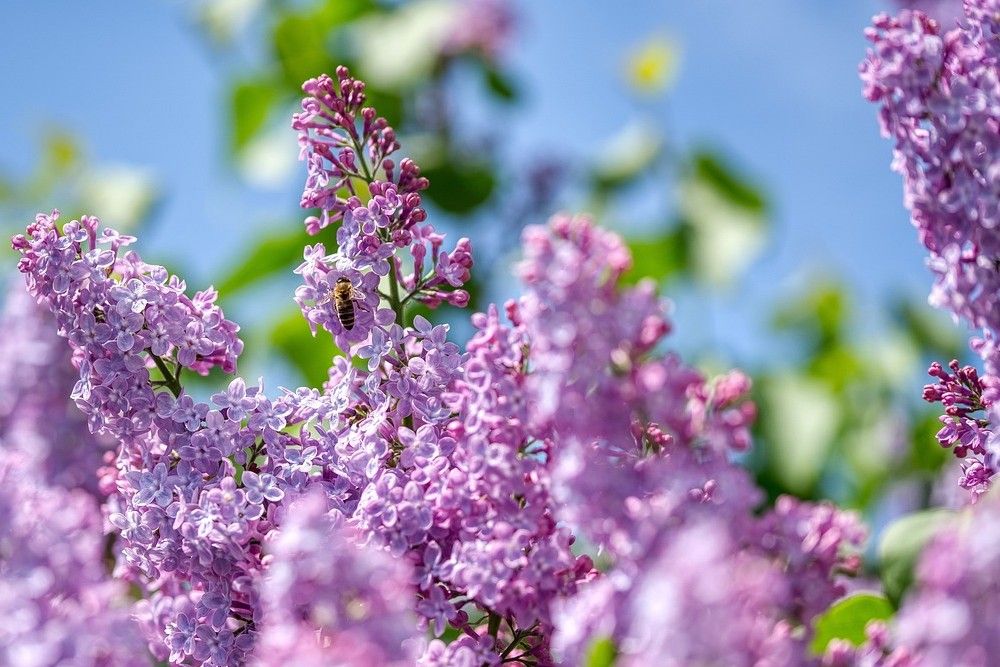 6 Tips for Growing Lilac Bushes in Your Landscape
