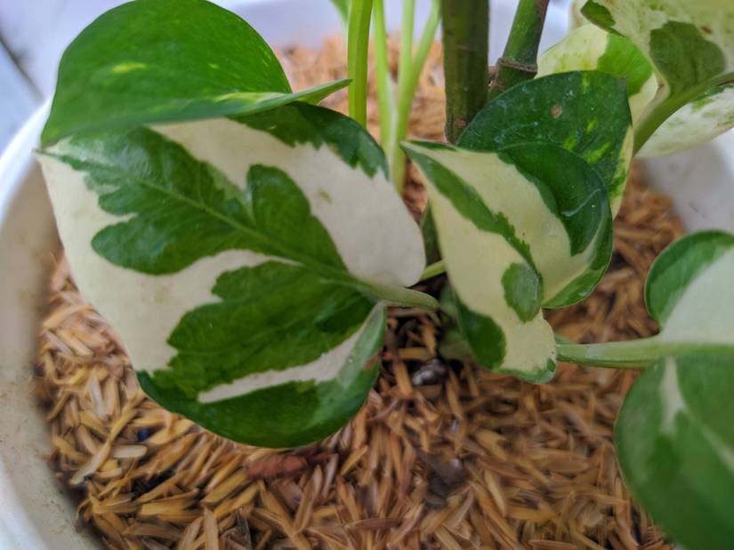 8 Popular Pothos Varieties To Grow
