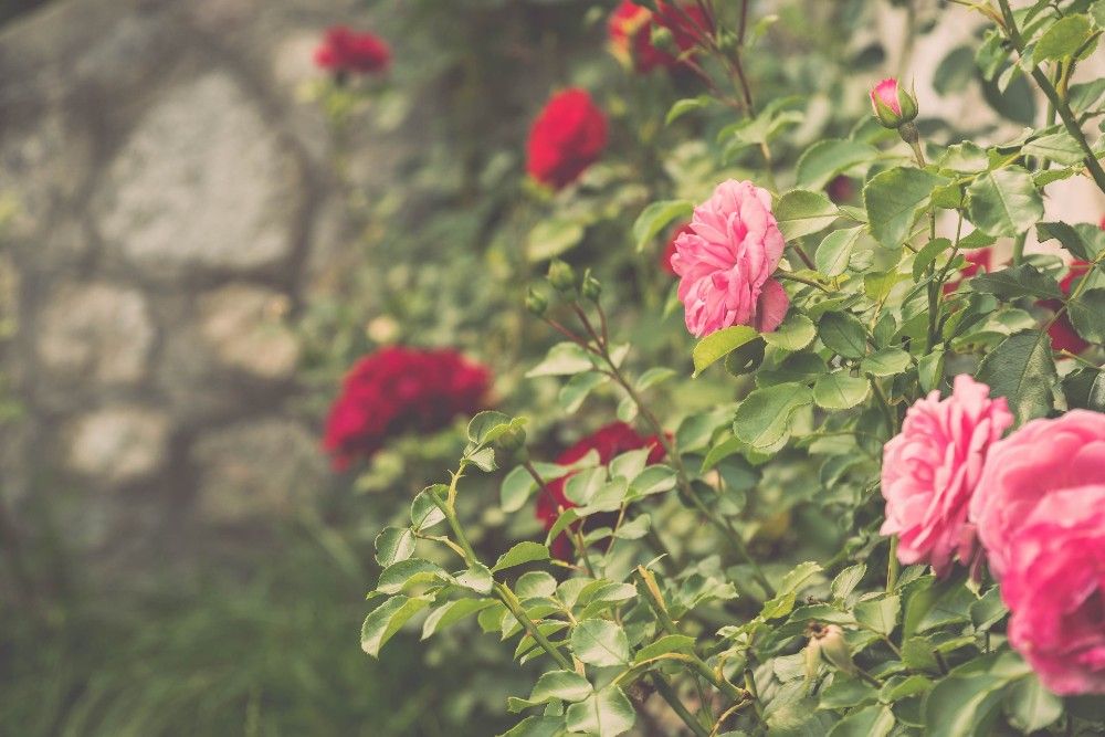 How to Care for Your Rose Bush in the Fall