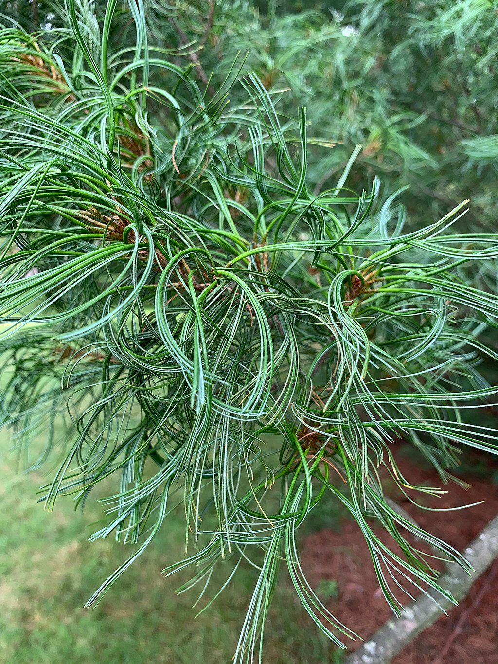 6 Pine Trees You Should Add To Your Landscape