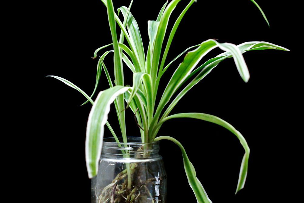 5 Houseplants to Plant With Snake Plants
