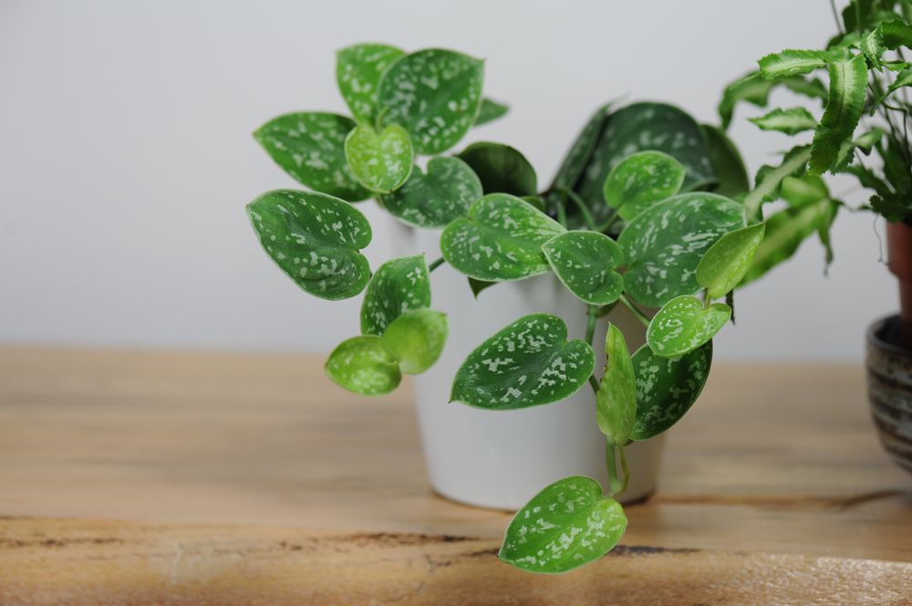 8 Popular Pothos Varieties To Grow