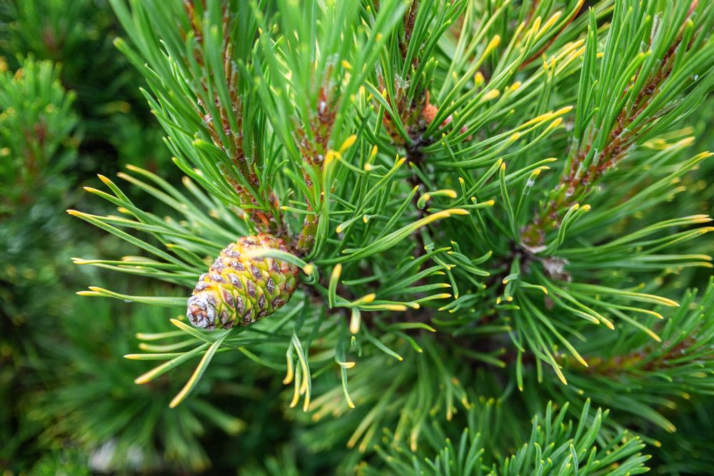 6 Pine Trees You Should Add To Your Landscape