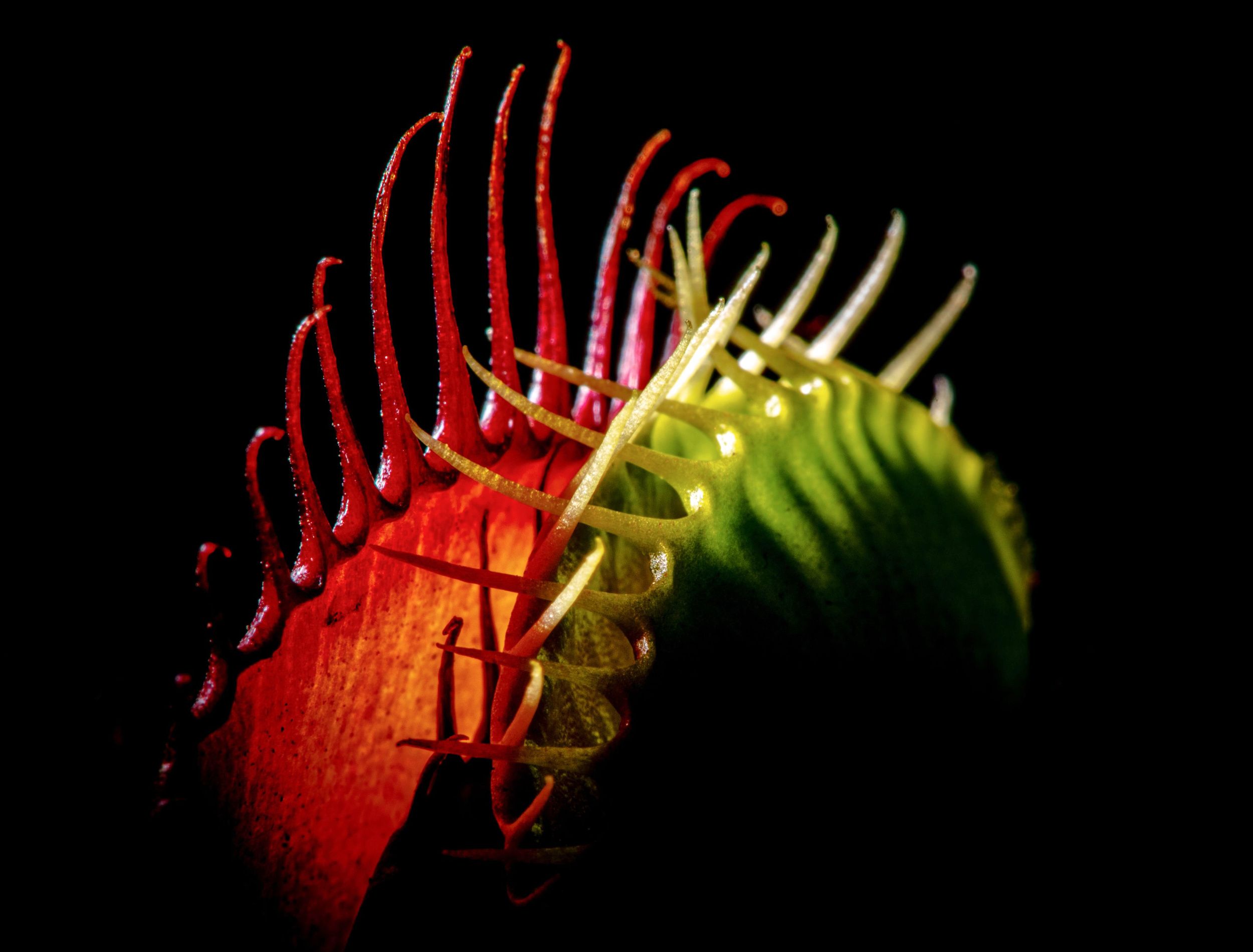 5 Spooky Houseplants To Add To Your Halloween Décor