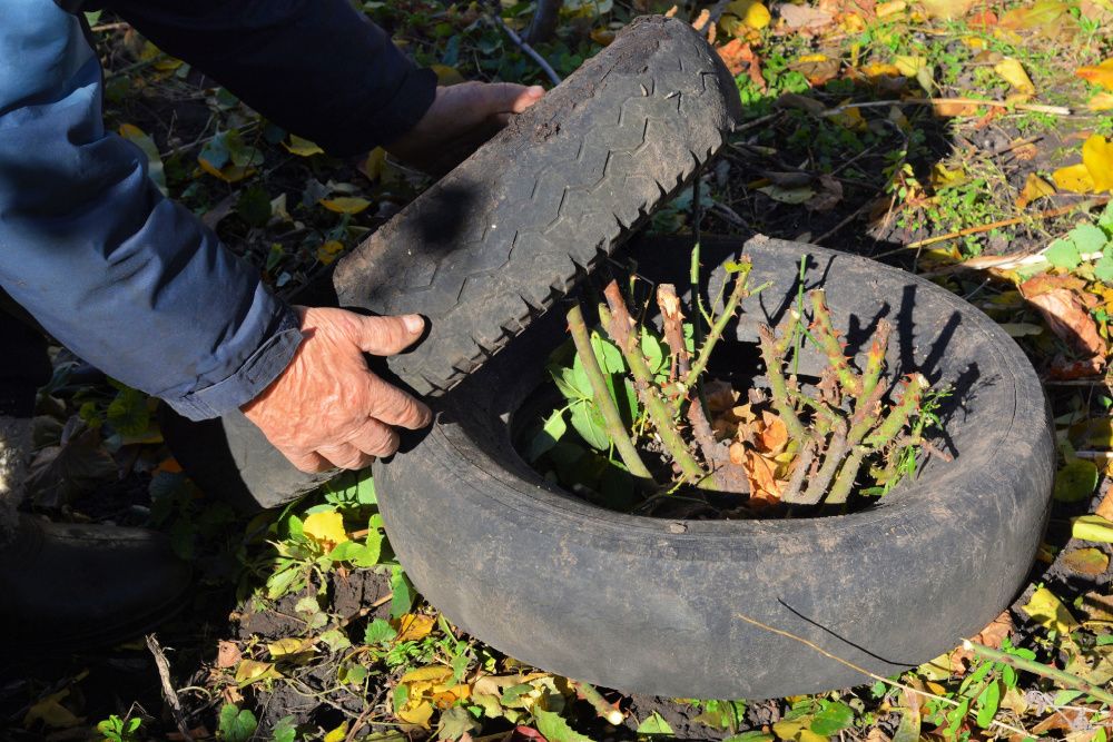 How to Care for Your Rose Bush in the Fall