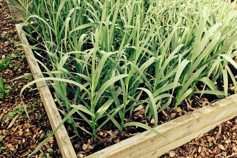 3 Ways to Propagate Garlic