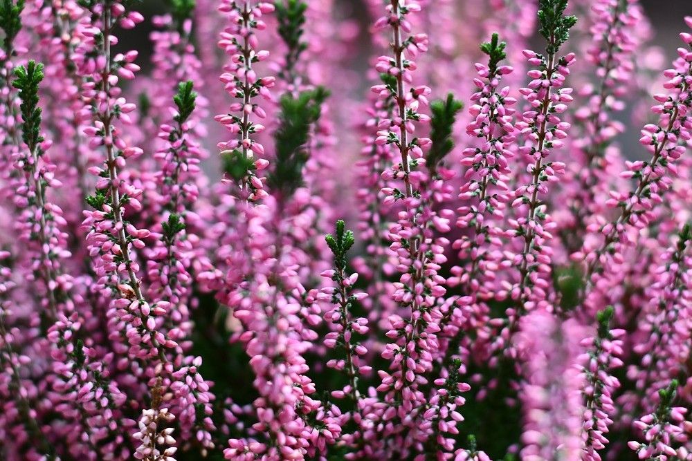 10 Outdoor Plants For Winter Containers