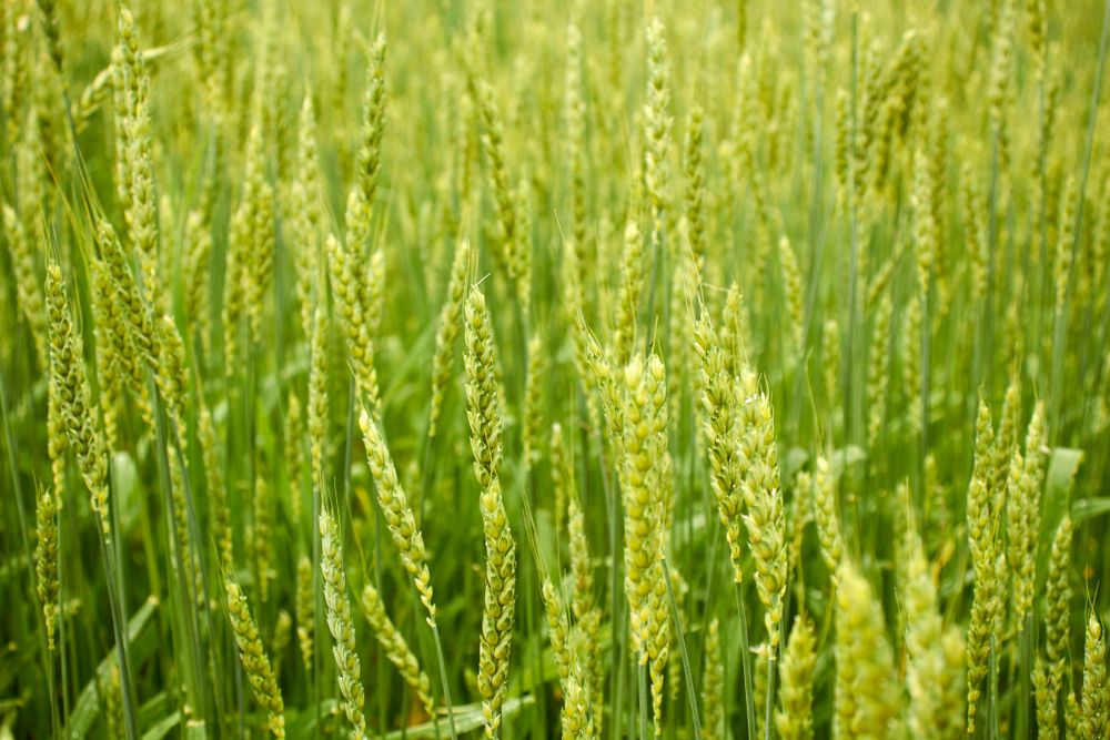 6 Cover Crops For Your Raised Bed