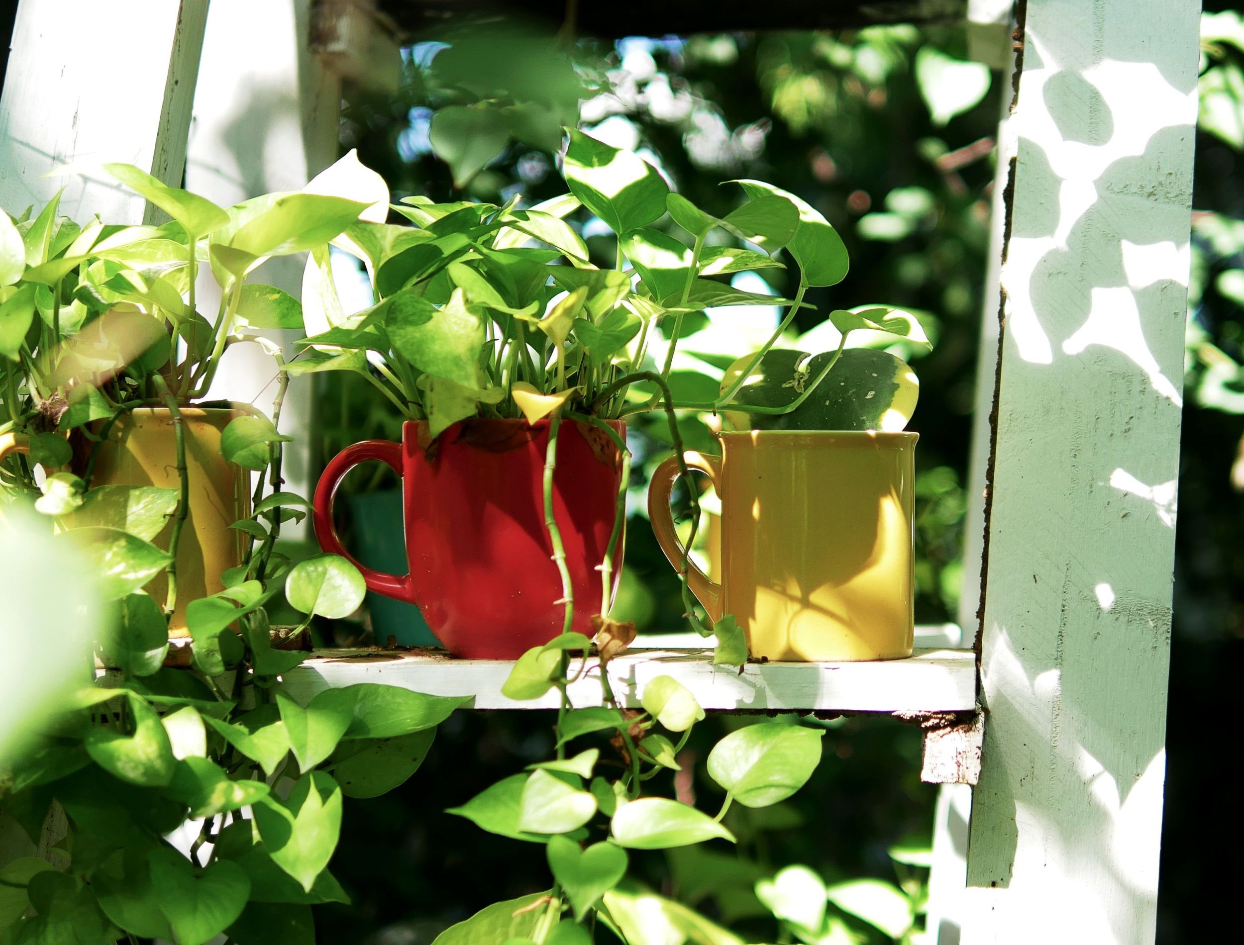8 Popular Pothos Varieties To Grow