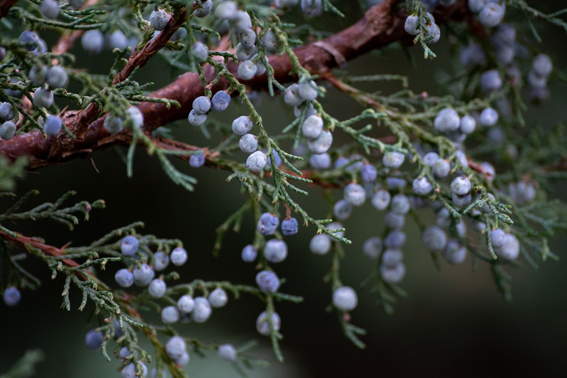 6 Shrubs With Colorful Winter Berries