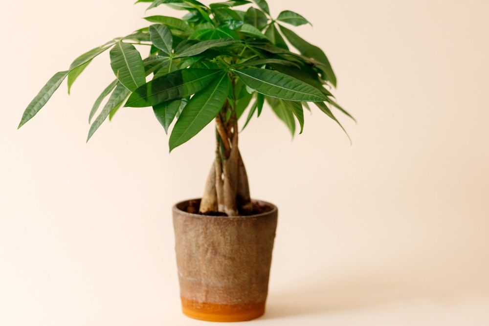 How to Care for Your Money Tree
