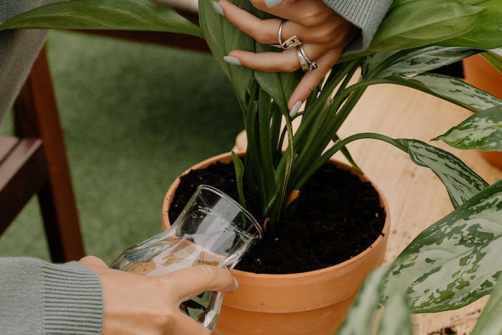 How to Revive Your Dying Plant With Hydrogen Peroxide